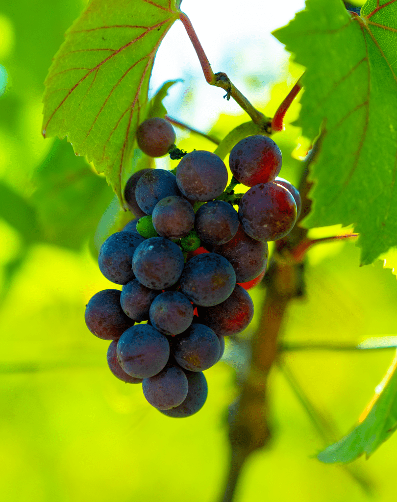 Our Story - Domaine Messier